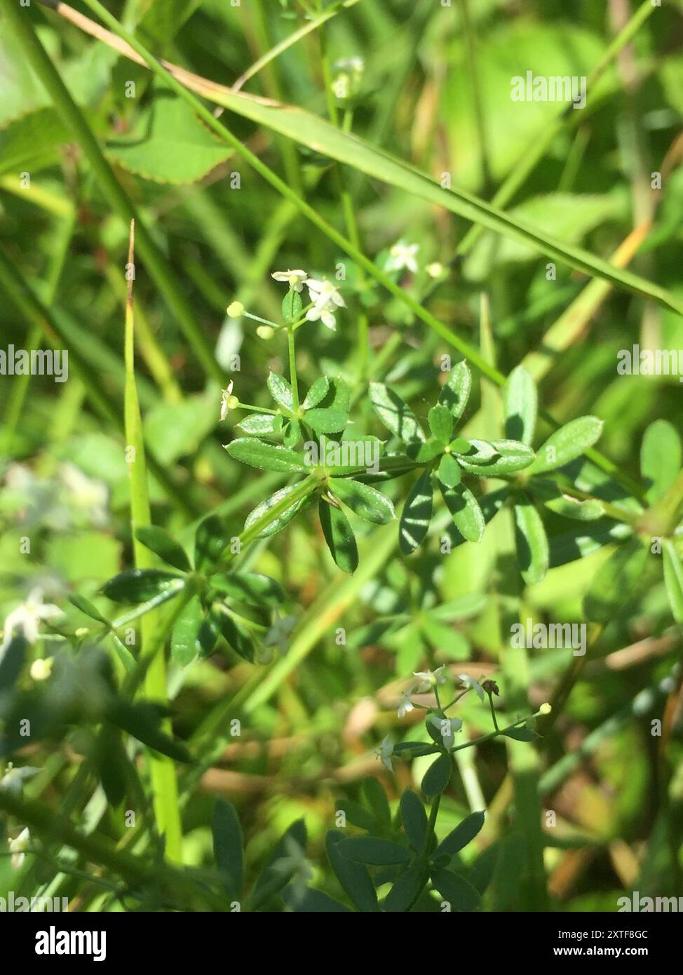 white bedstraw (Galium album) Plantae Stock Photo - Alamy