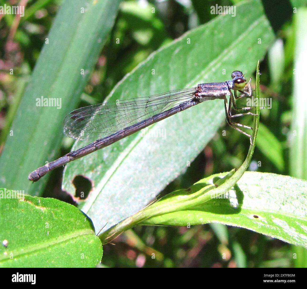 Damselflies (Zygoptera) Insecta Stock Photo - Alamy