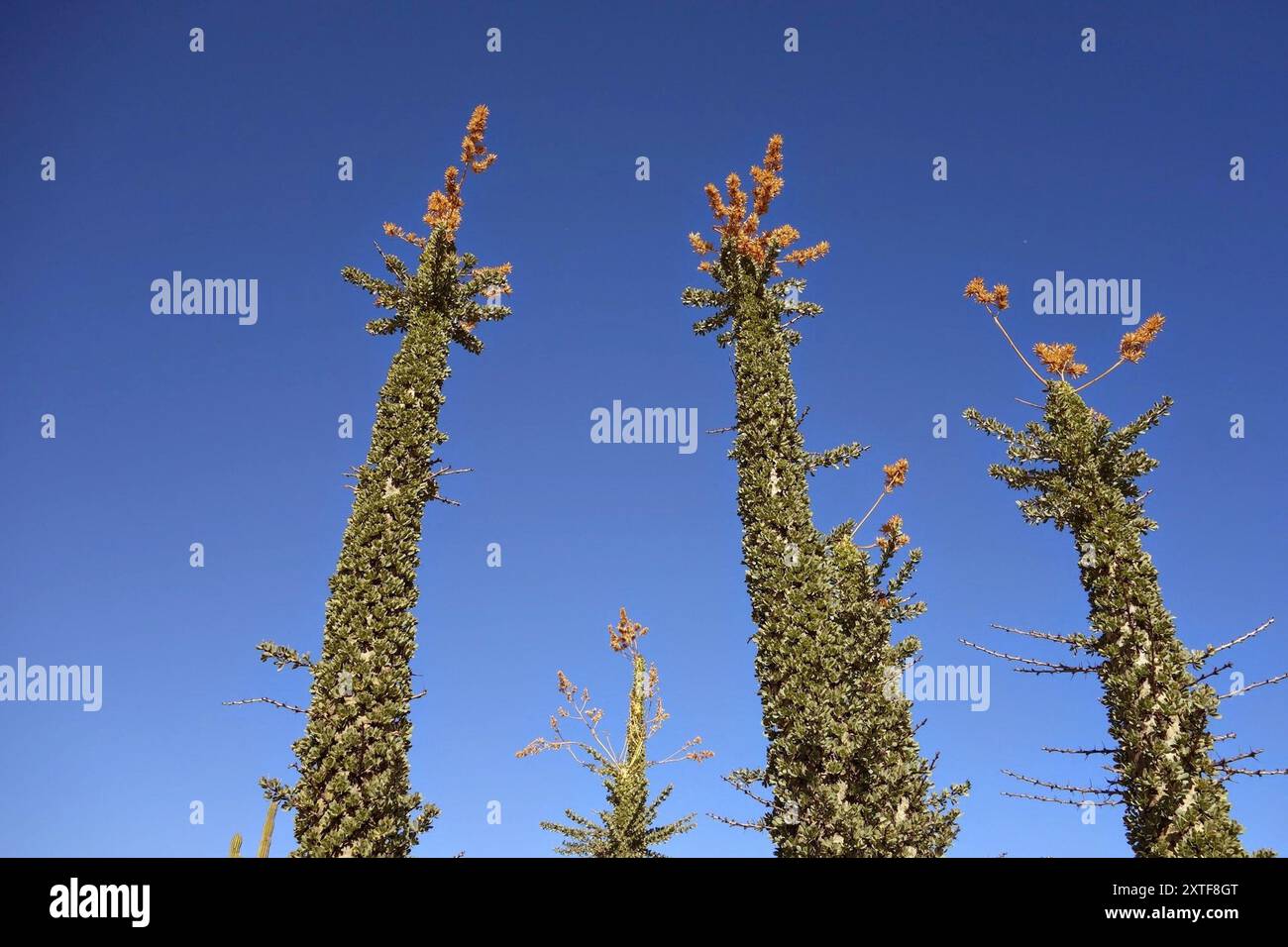 Boojum tree (Fouquieria columnaris) Plantae Stock Photo - Alamy