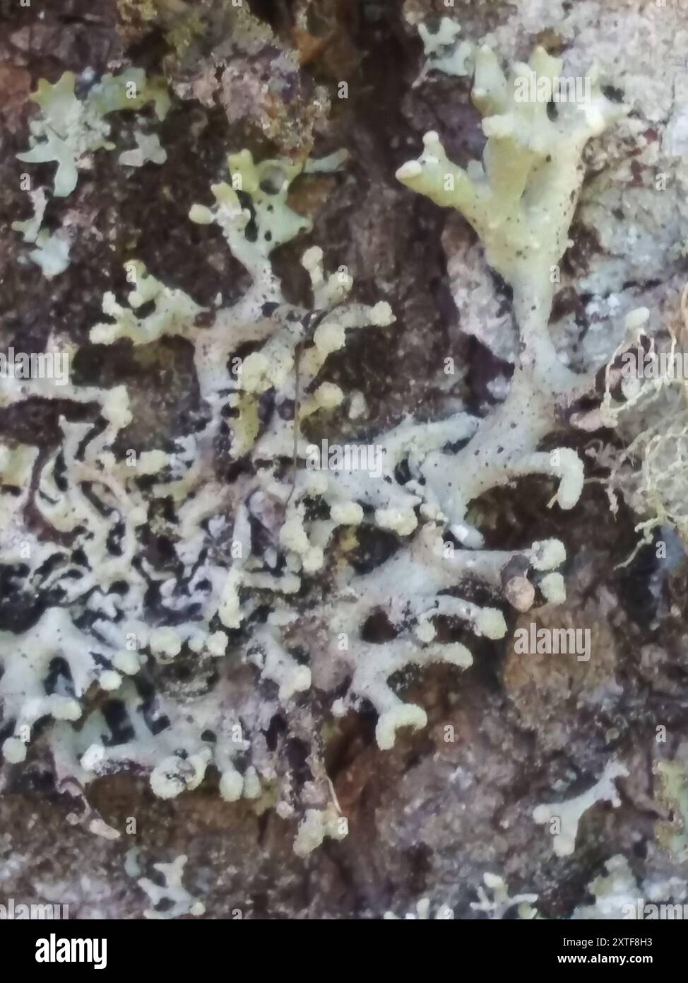 Powder-headed Tube Lichen (Hypogymnia tubulosa) Fungi Stock Photo - Alamy