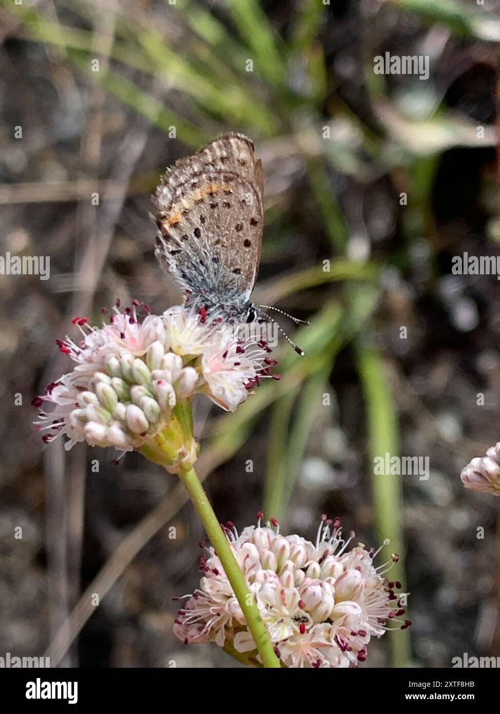 American Dotted Blues (Euphilotes) Insecta Stock Photo - Alamy