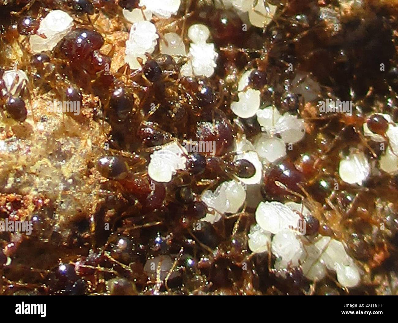 African Big-headed Ant (Pheidole megacephala) Insecta Stock Photo - Alamy