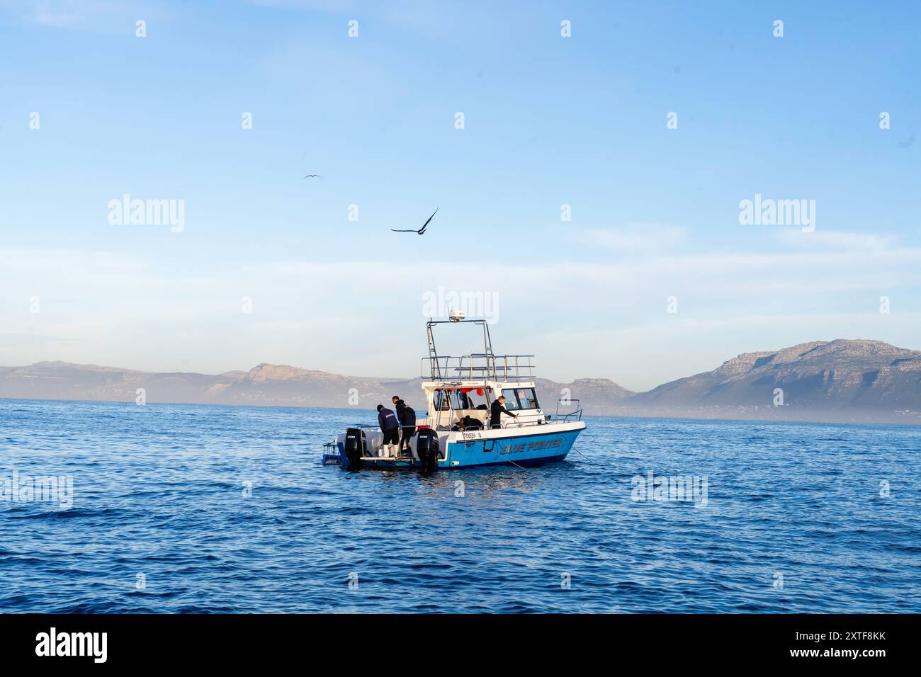 Preparing to view copper sharks/bronze whaler sharks(Carcharhinus ...