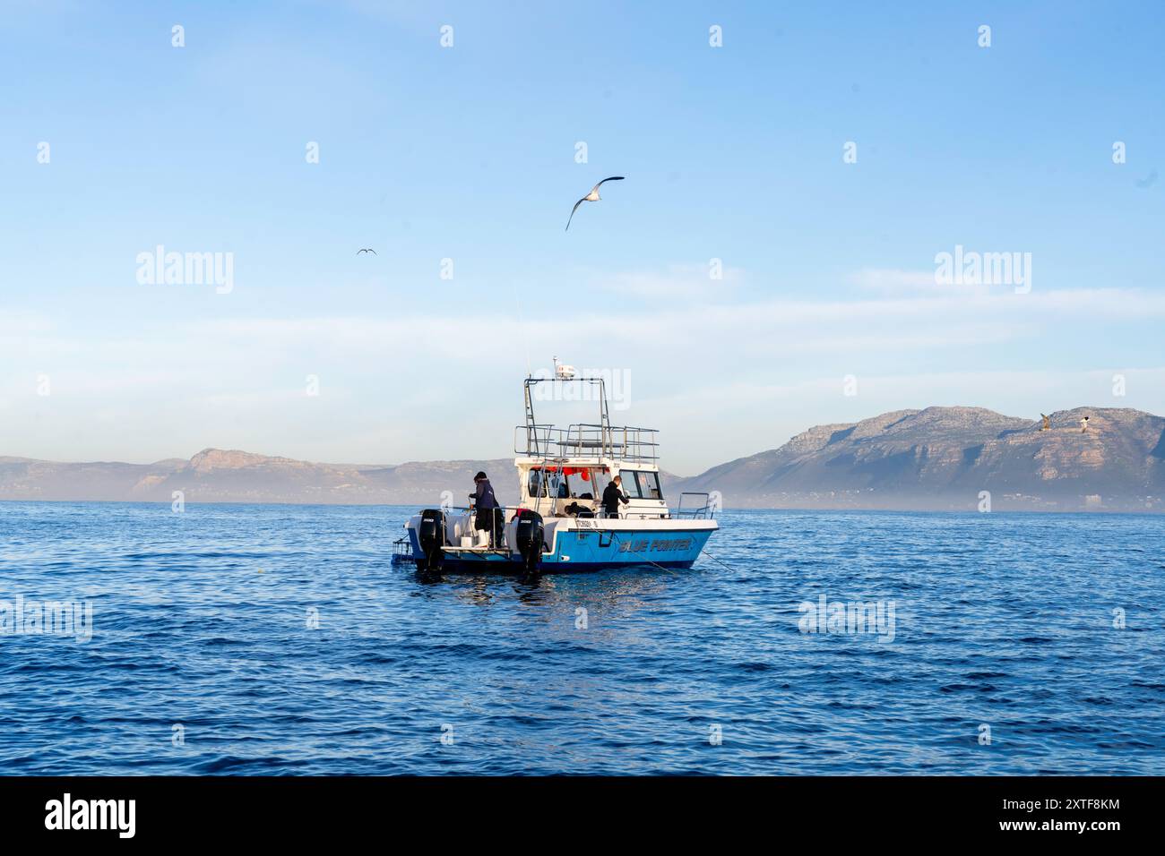 Preparing to view copper sharks/bronze whaler sharks(Carcharhinus ...