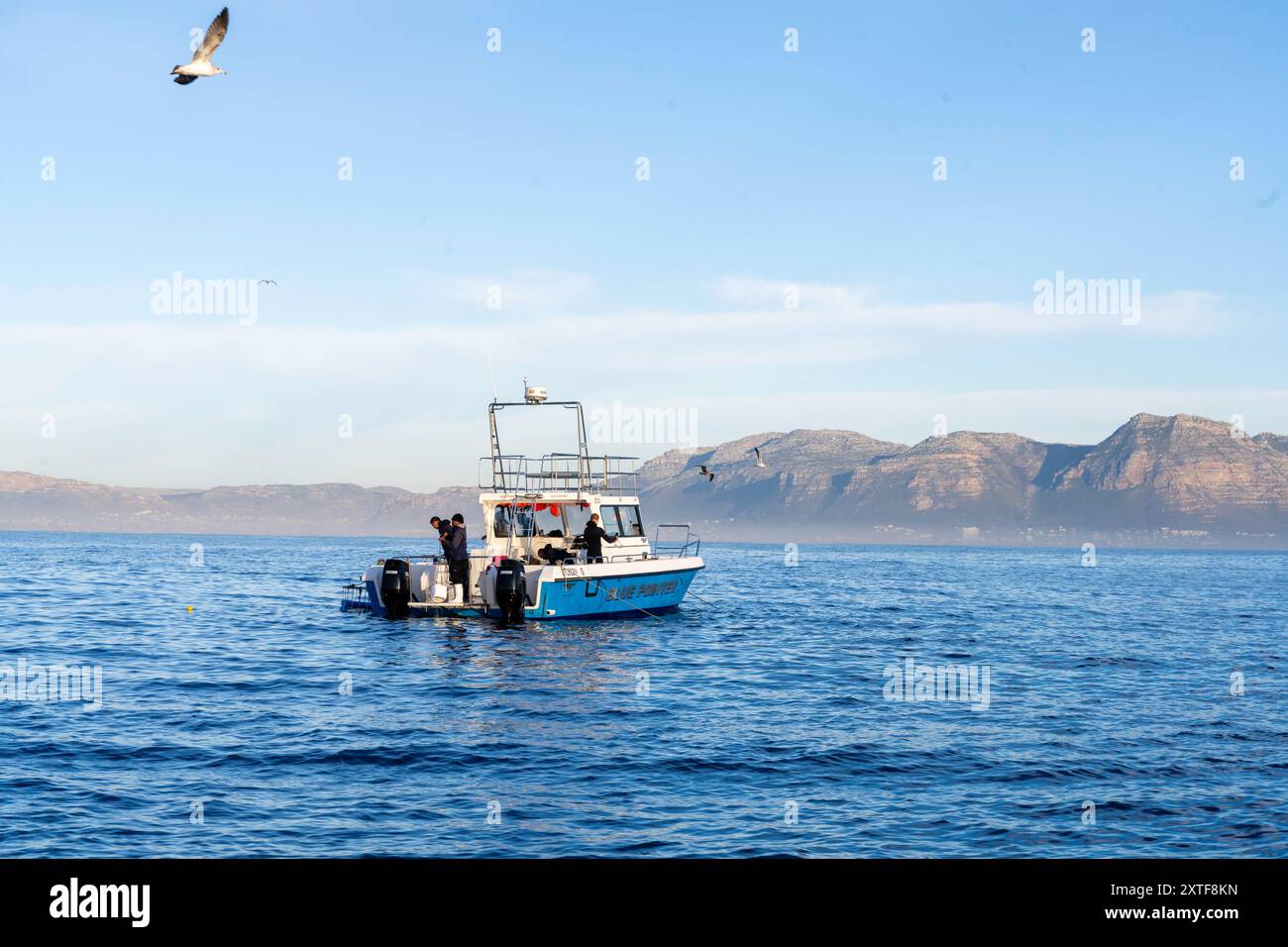Preparing to view copper sharks/bronze whaler sharks(Carcharhinus ...