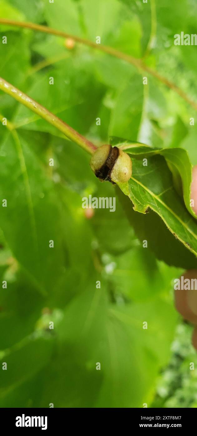 Phylloxeras (Phylloxera) Insecta Stock Photo - Alamy