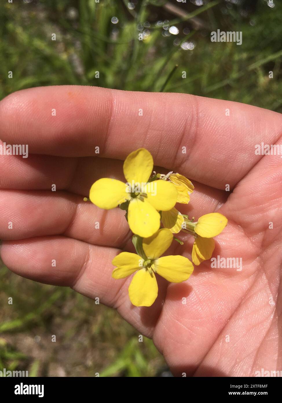 Jointed Charlock (Raphanus raphanistrum) Plantae Stock Photo - Alamy