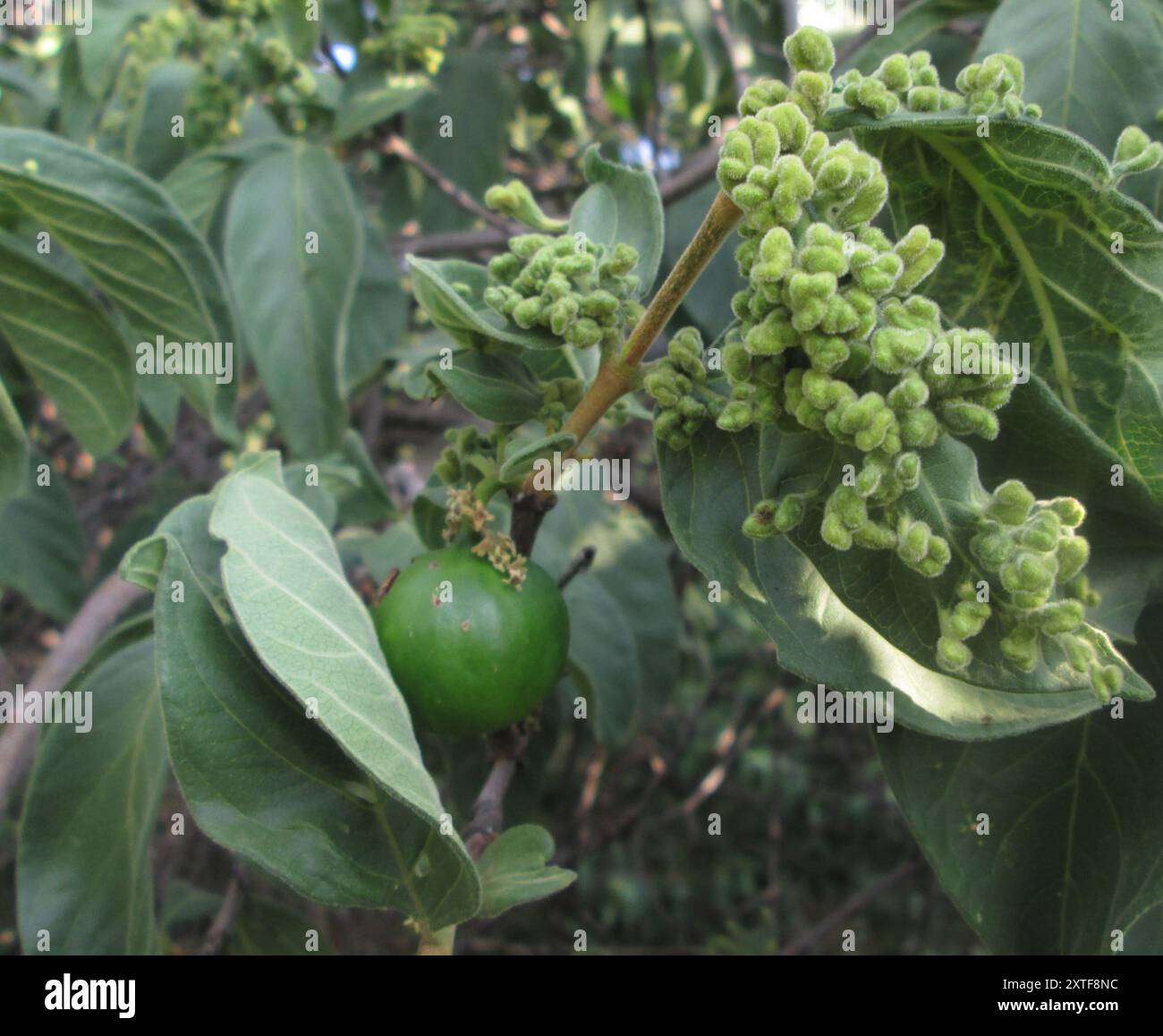 wild-medlar (Vangueria infausta) Plantae Stock Photo - Alamy