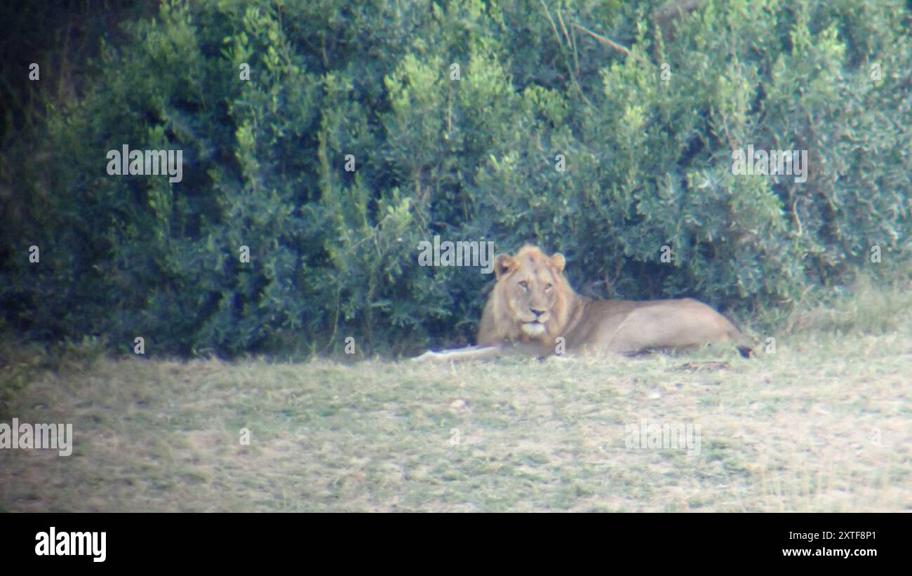 Southern Lion (Panthera leo melanochaita) Mammalia Stock Photo - Alamy