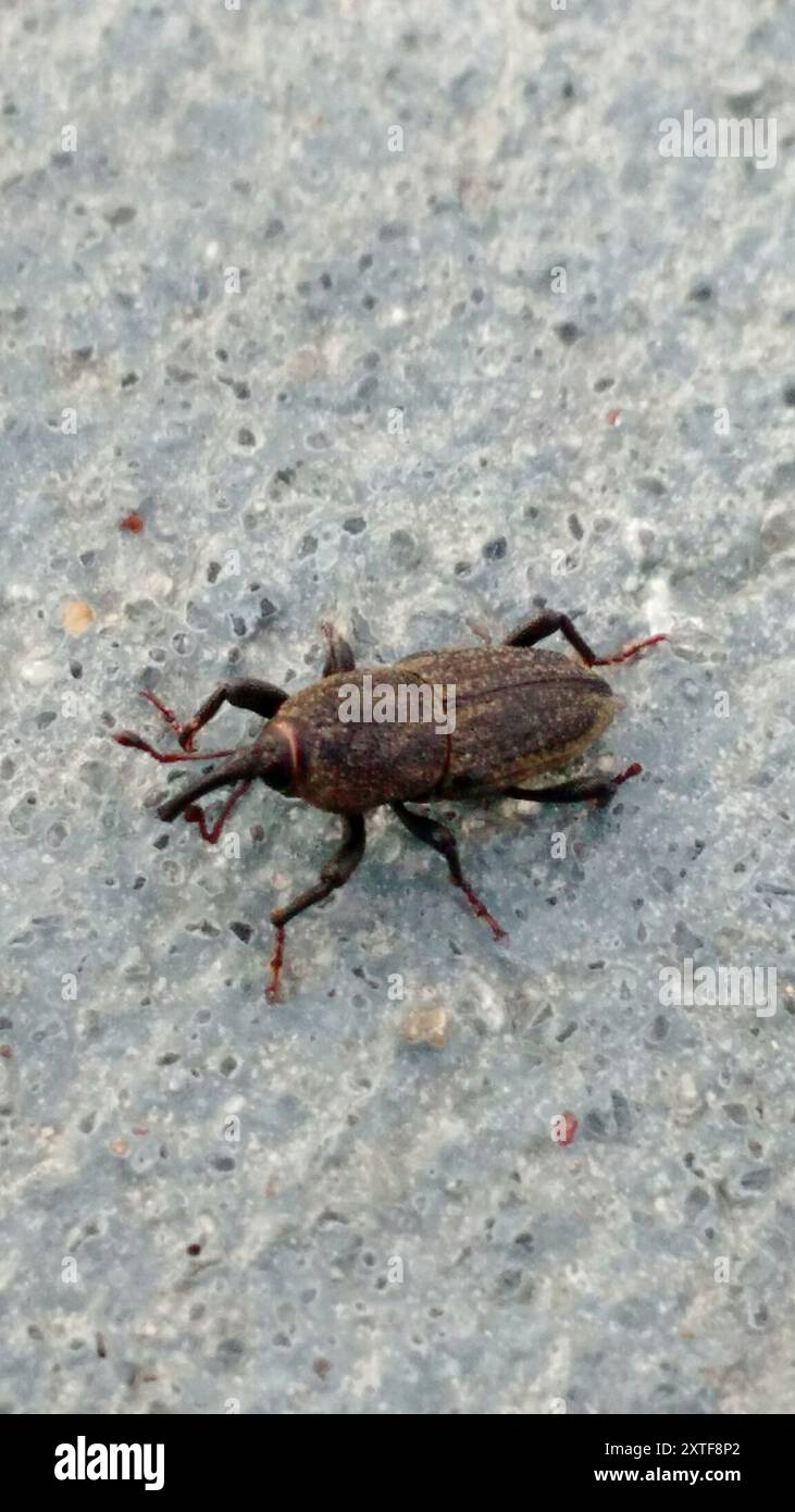 Bluegrass Billbug (Sphenophorus parvulus) Insecta Stock Photo - Alamy