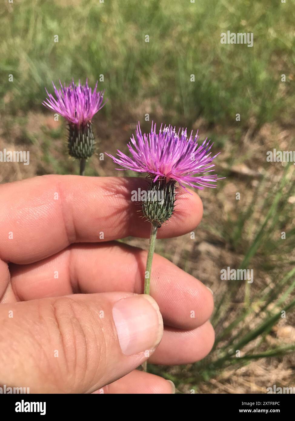 Texas Thistle (Cirsium texanum) Plantae Stock Photo - Alamy