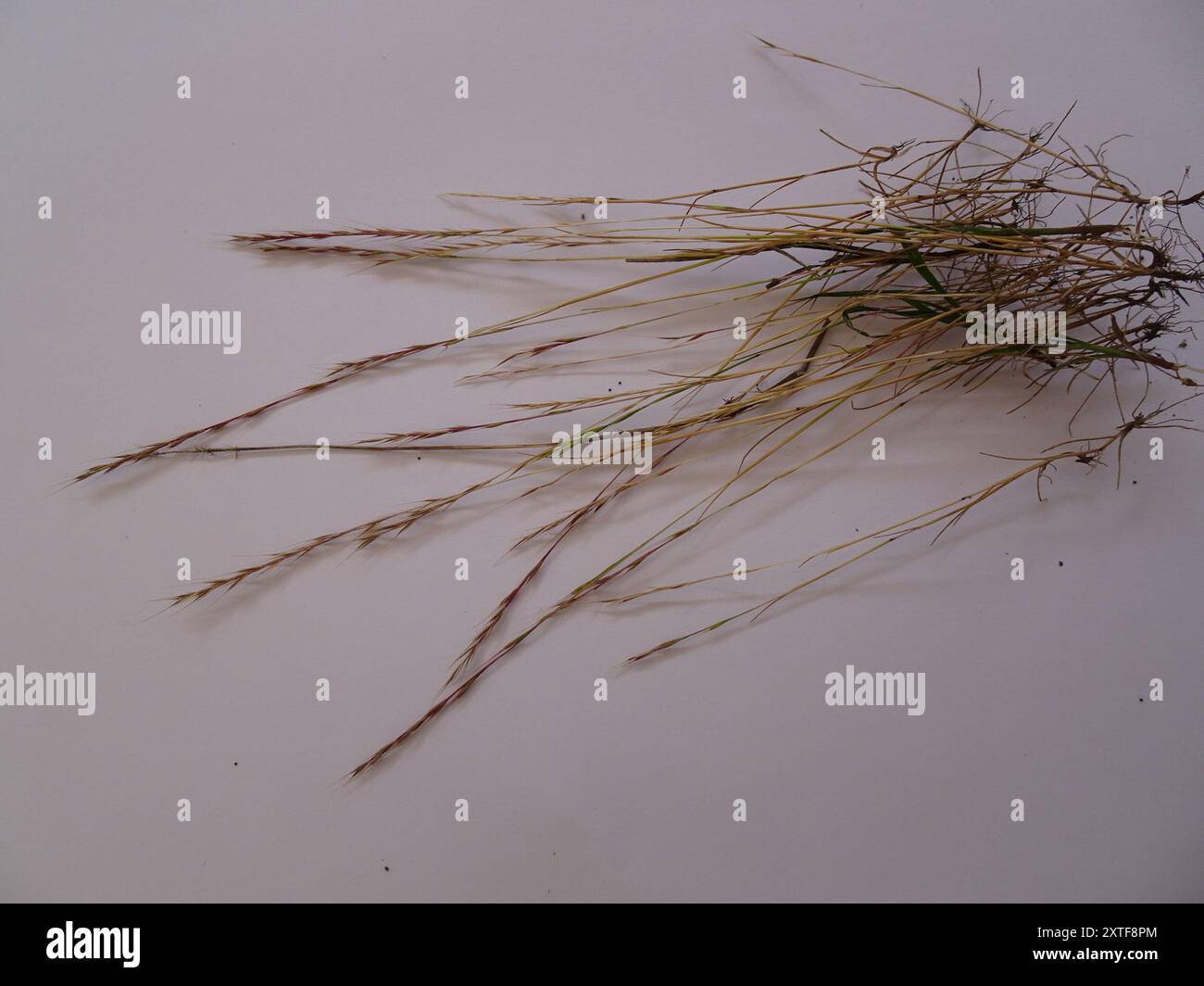 rattail sixweeks grass (Festuca myuros) Plantae Stock Photo - Alamy