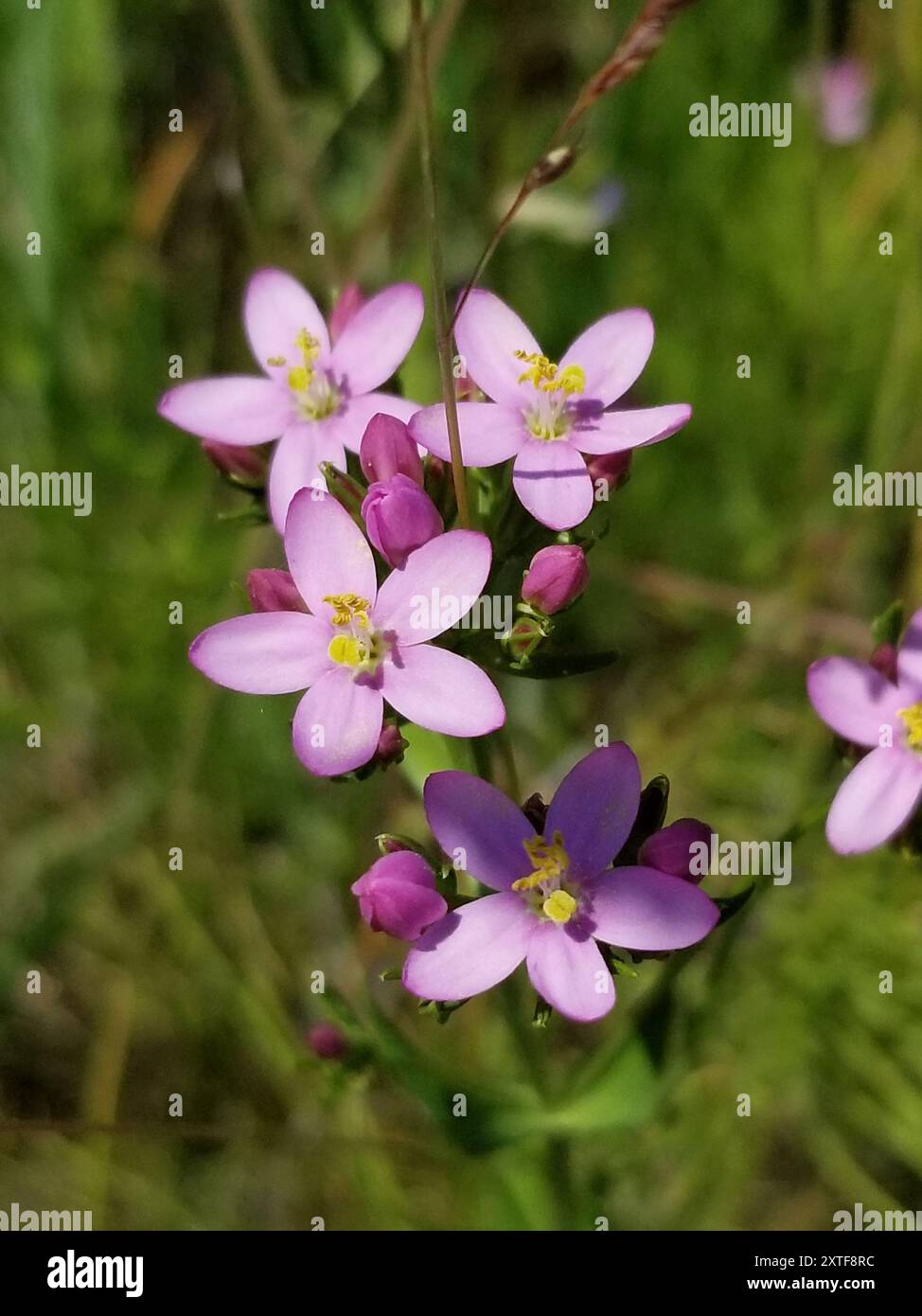 Common centaury (Centaurium erythraea) Plantae Stock Photo - Alamy
