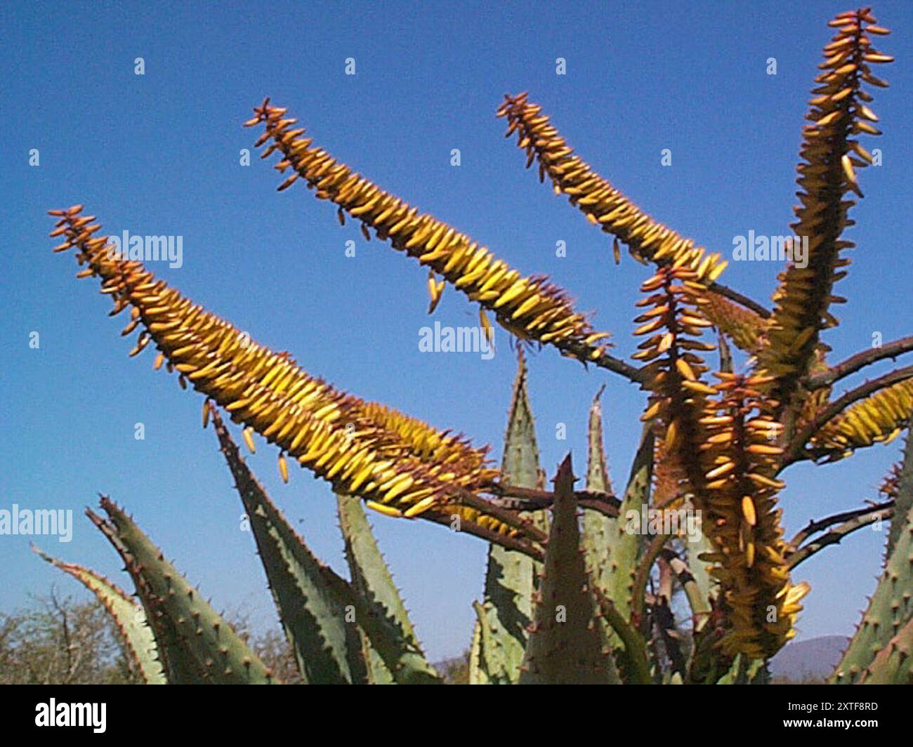 mountain aloe (Aloe marlothii) Plantae Stock Photo - Alamy