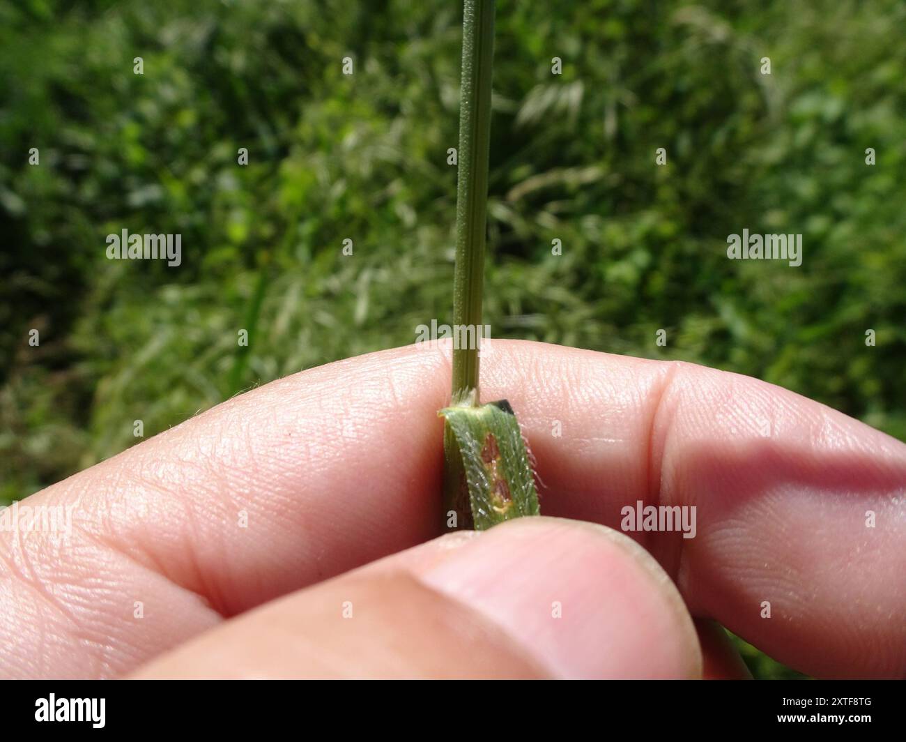 Field Brome (Bromus arvensis) Plantae Stock Photo - Alamy