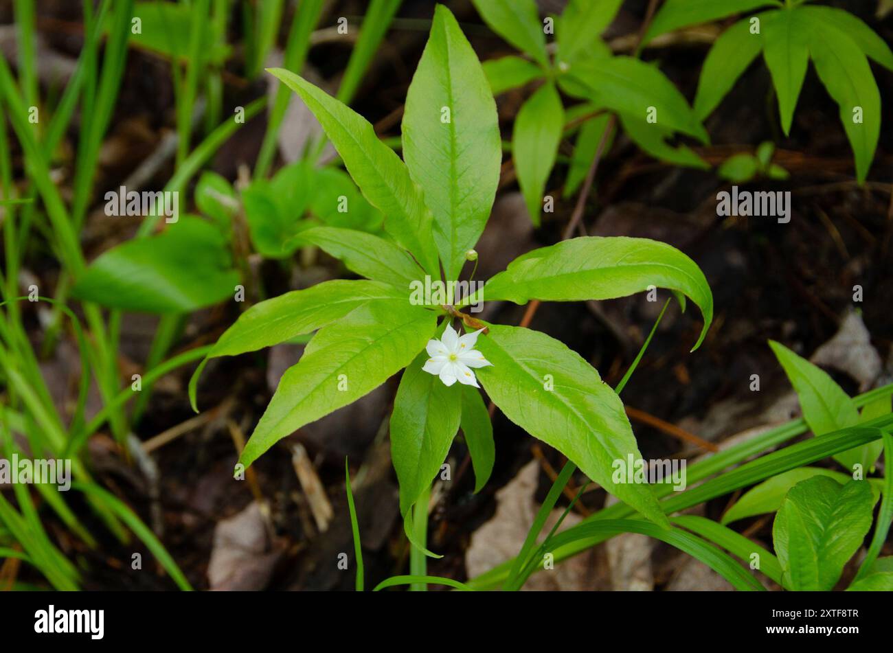 northern starflower (Lysimachia borealis) Plantae Stock Photo - Alamy