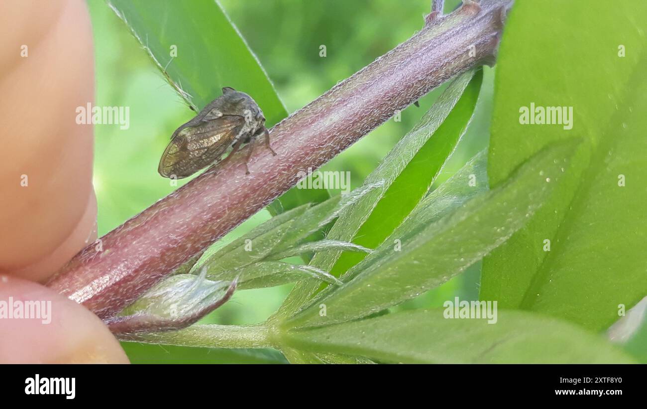 Horned Treehopper (Centrotus cornutus) Insecta Stock Photo - Alamy