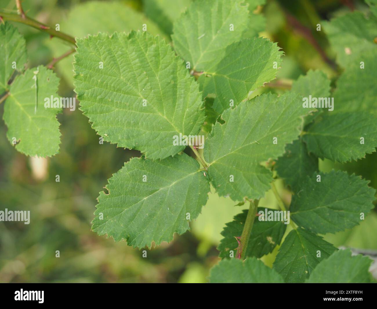 brambles (Rubus) Plantae Stock Photo - Alamy