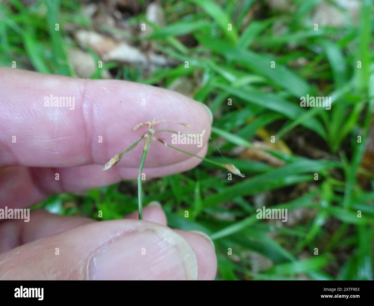 Hairy Woodrush (Luzula pilosa) Plantae Stock Photo - Alamy
