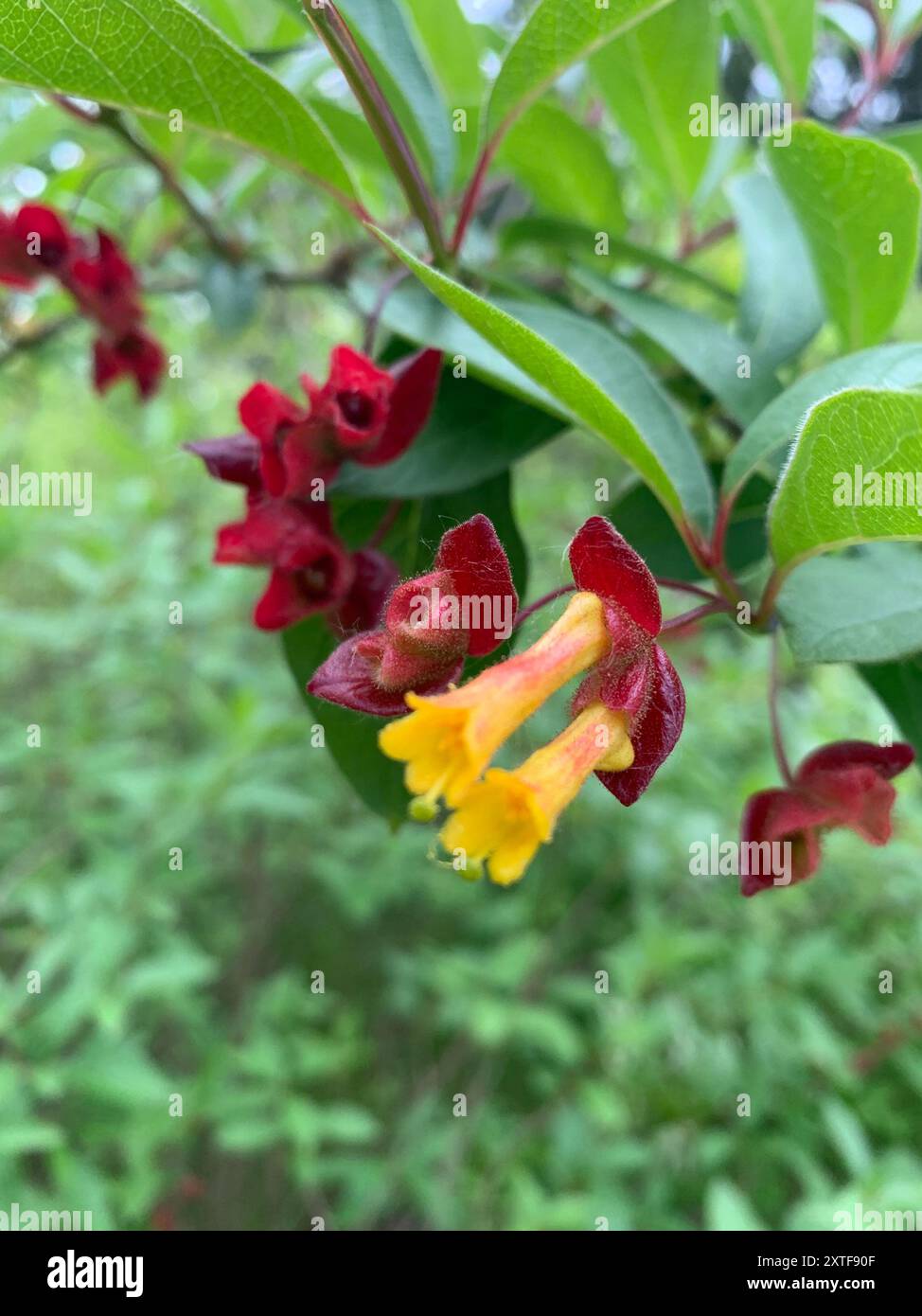 twinberry honeysuckle (Lonicera involucrata) Plantae Stock Photo - Alamy