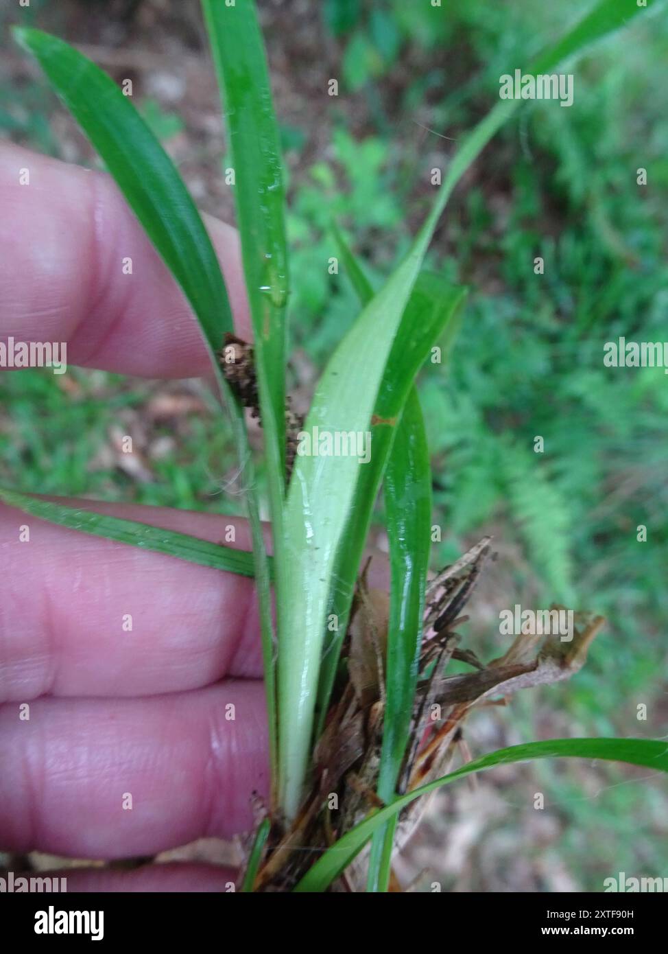 Hairy Woodrush (Luzula pilosa) Plantae Stock Photo - Alamy