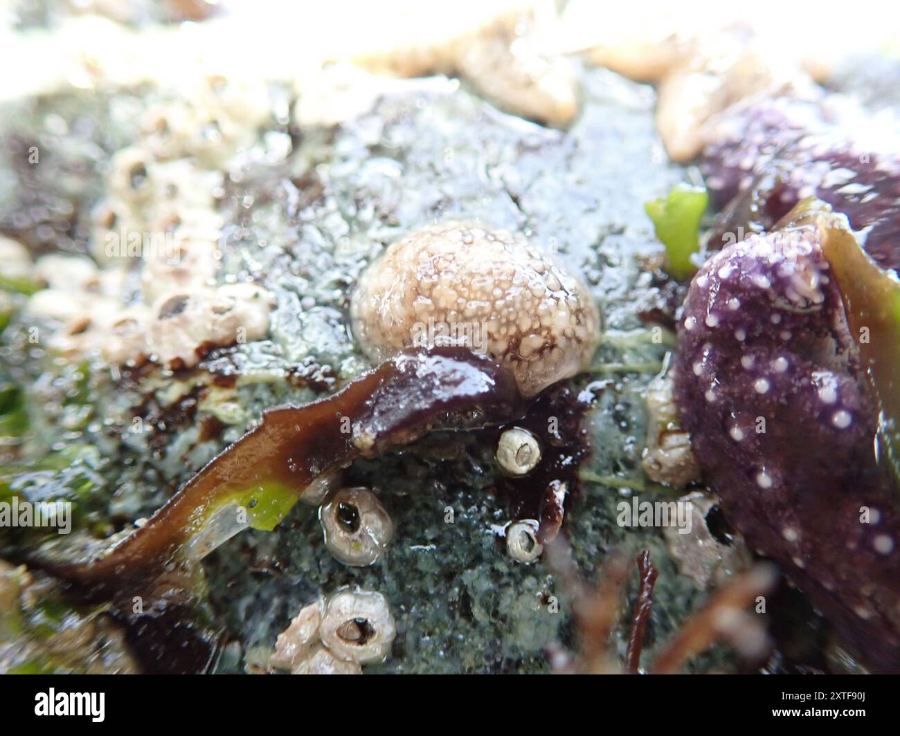 barnacle-eating dorid (Onchidoris bilamellata) Mollusca Stock Photo - Alamy