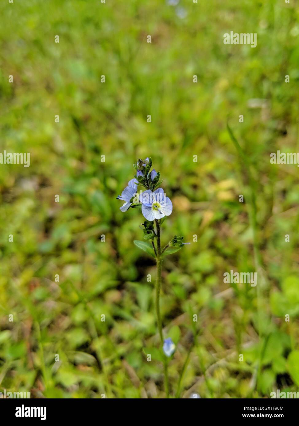 Bright blue speedwell (Veronica serpyllifolia humifusa) Plantae Stock ...