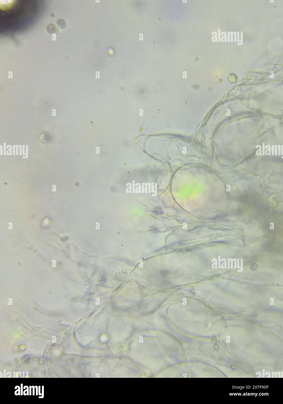 clustered bonnet (Mycena inclinata) Fungi Stock Photo - Alamy