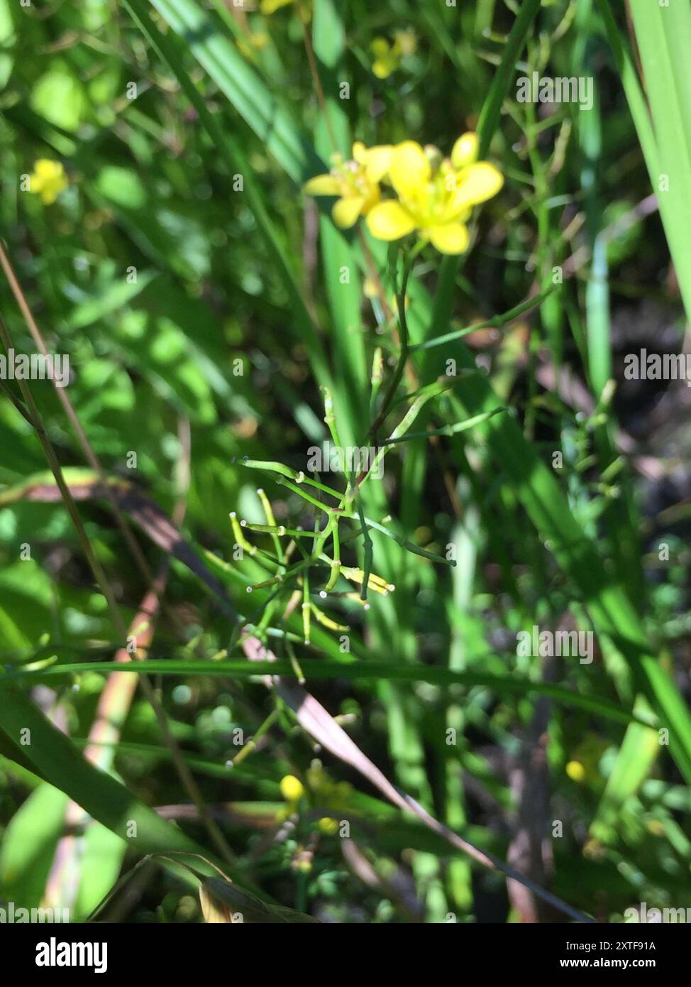 mustard family (Brassicaceae) Plantae Stock Photo - Alamy