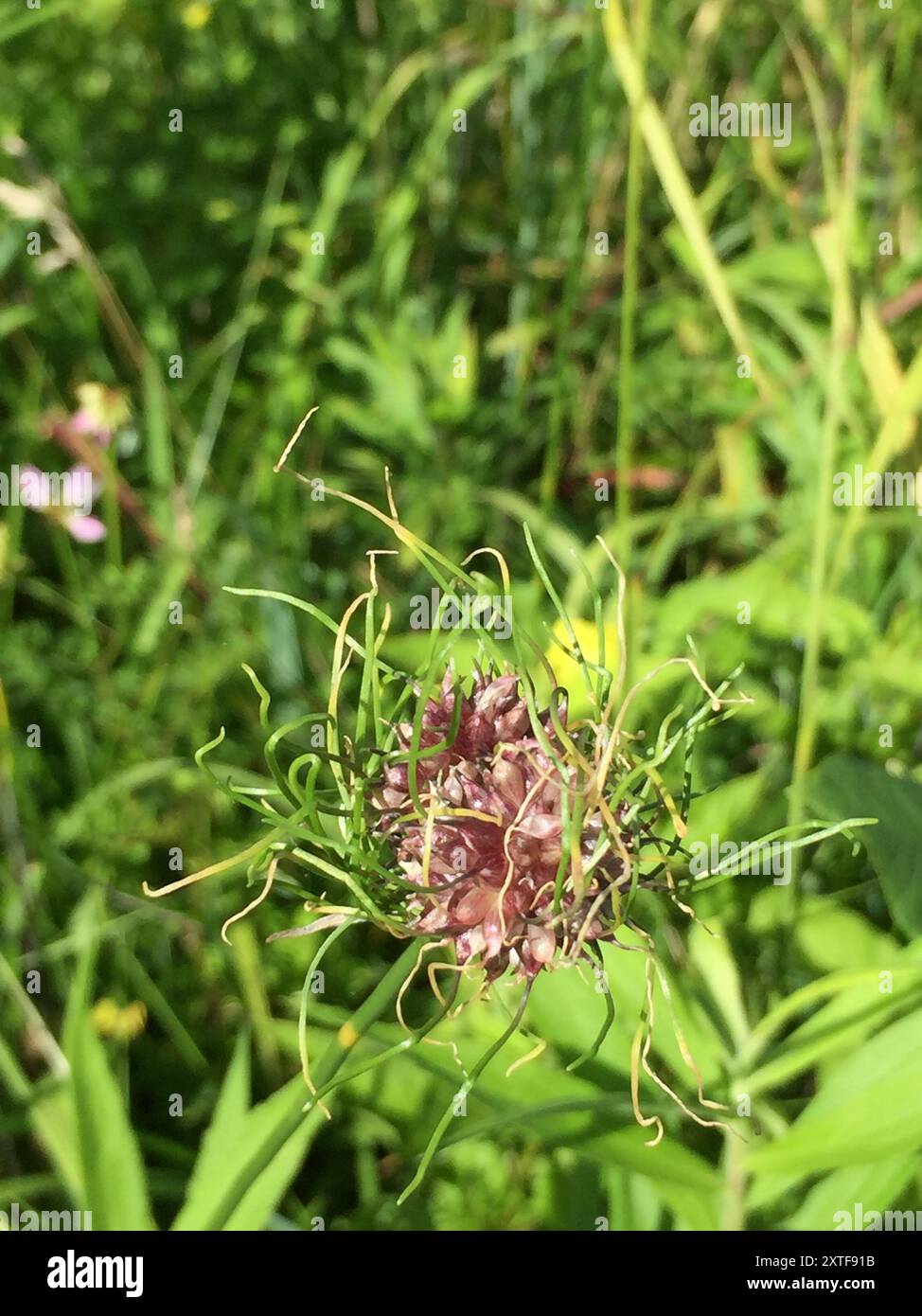 wild garlic (Allium vineale) Plantae Stock Photo - Alamy