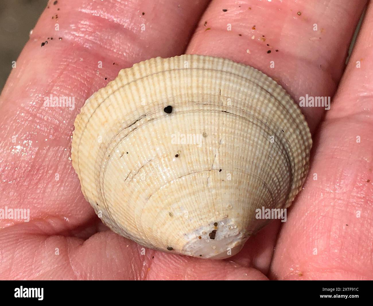 Pacific Littleneck Clam (Leukoma staminea) Mollusca Stock Photo - Alamy