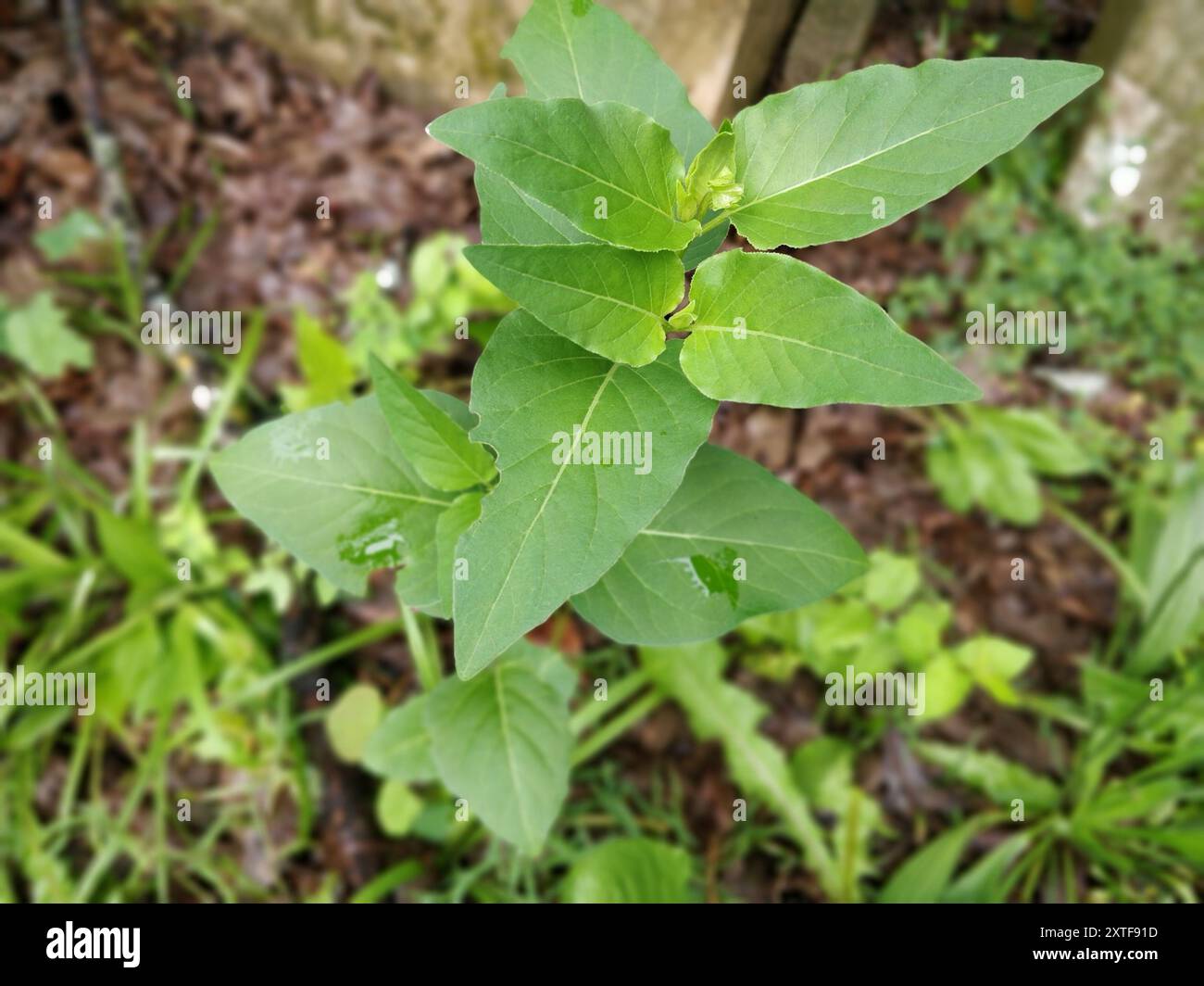Wild Four o'Clock (Mirabilis nyctaginea) Plantae Stock Photo - Alamy