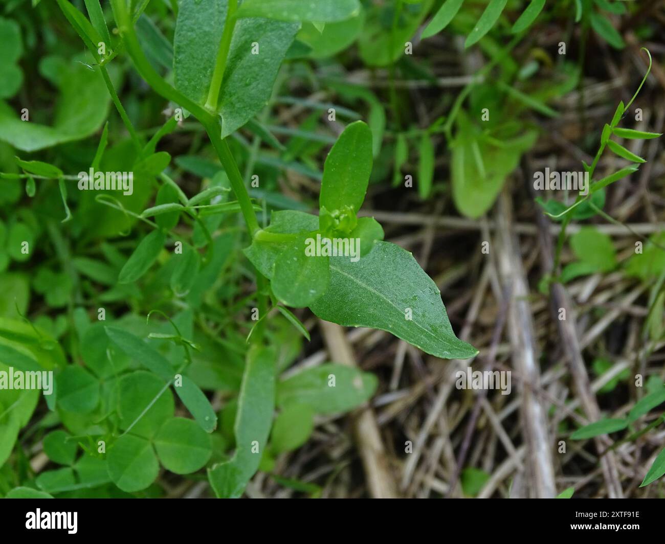 mustard family (Brassicaceae) Plantae Stock Photo - Alamy
