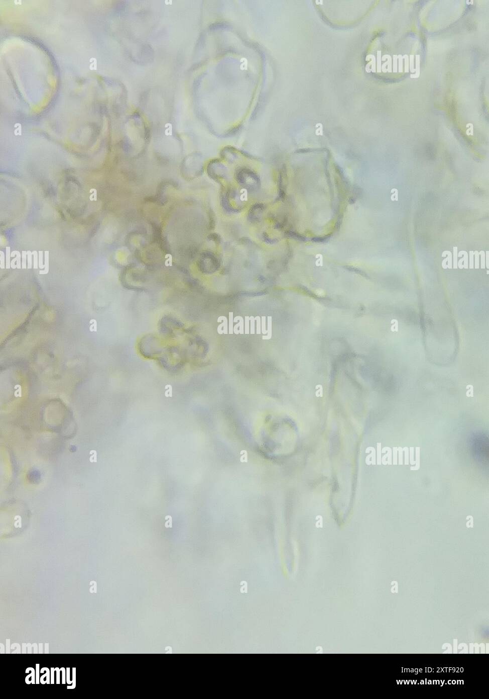 pinwheel family (Marasmiaceae) Fungi Stock Photo - Alamy