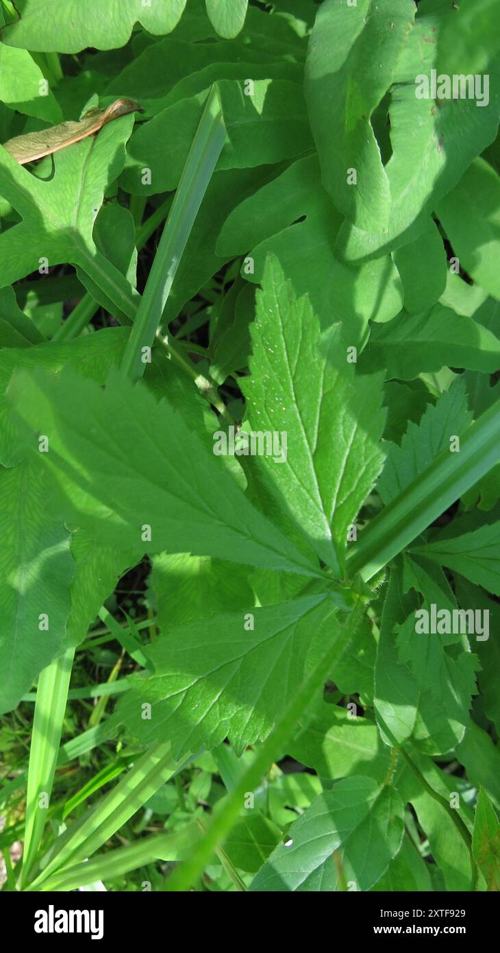 white avens (Geum canadense) Plantae Stock Photo - Alamy