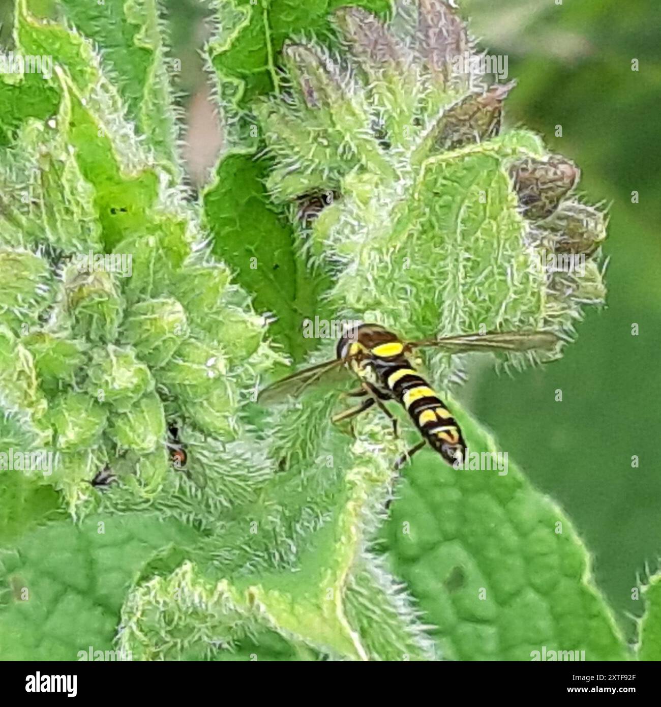 Common Globetail (Sphaerophoria scripta) Insecta Stock Photo - Alamy