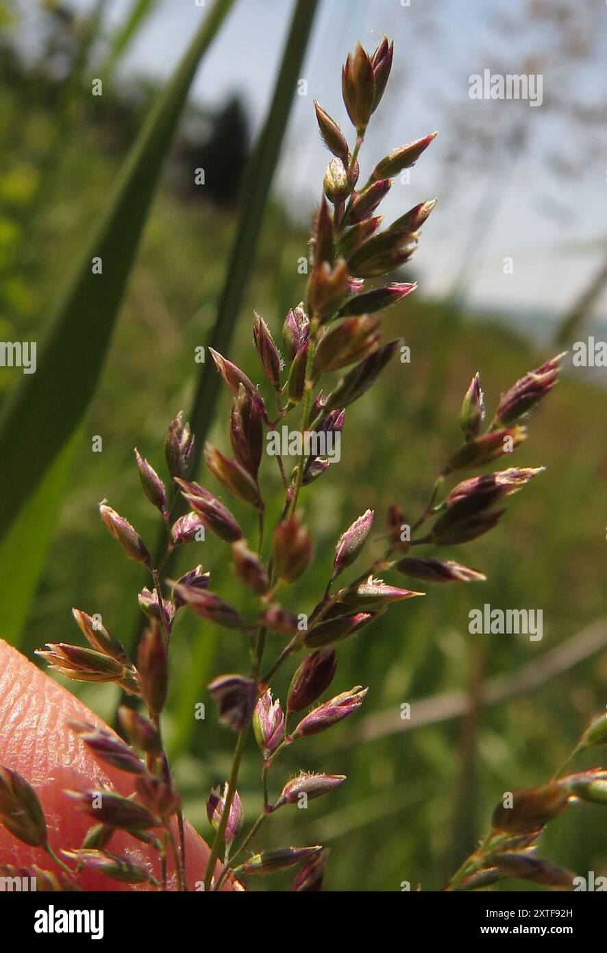 Smooth Meadow-grass (Poa pratensis) Plantae Stock Photo - Alamy