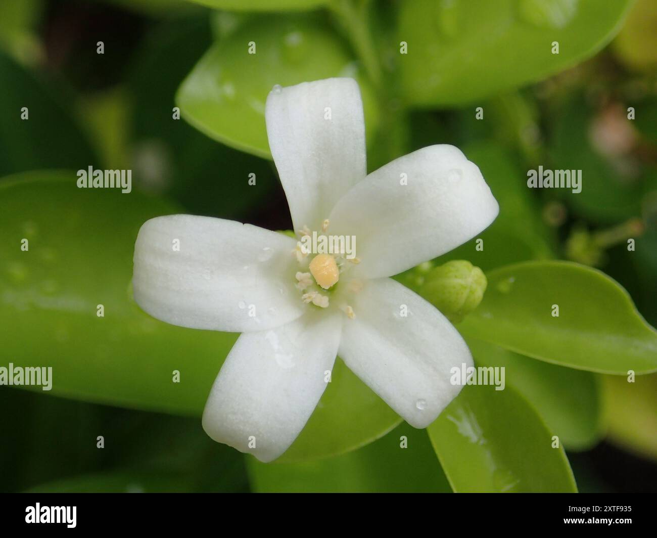 Orange Jasmine (Murraya paniculata) Plantae Stock Photo - Alamy