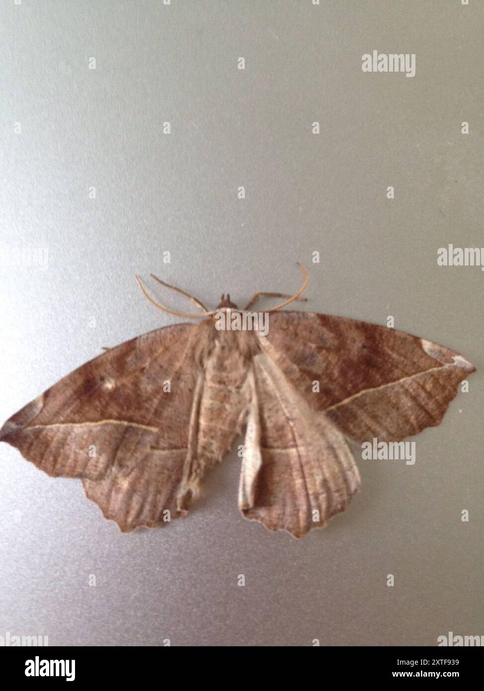 Curved-toothed Geometer Moth (Eutrapela clemataria) Insecta Stock Photo ...