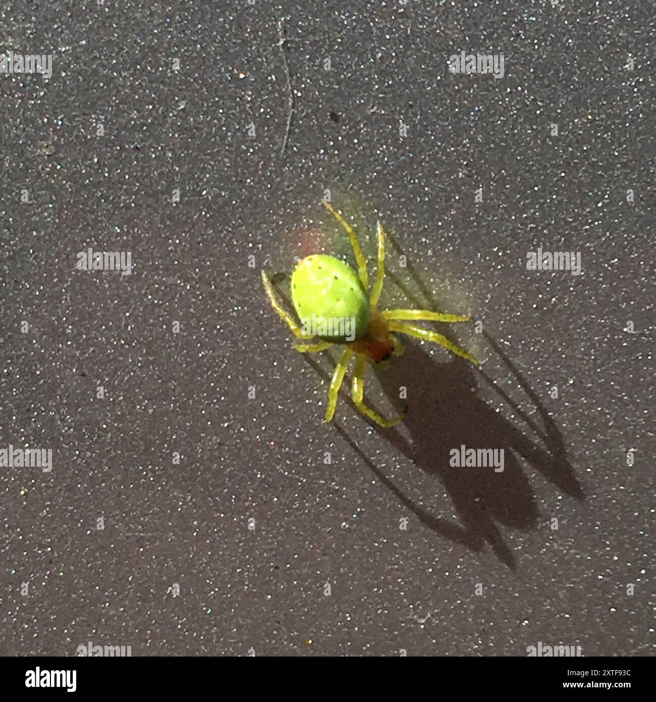 Cucumber Green Spider (Araniella cucurbitina) Arachnida Stock Photo - Alamy