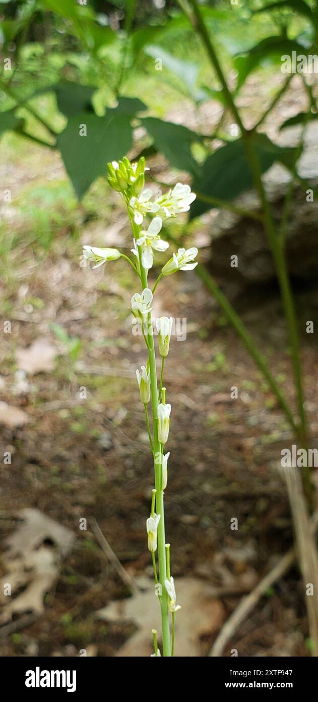 Tower Mustard (Turritis glabra) Plantae Stock Photo - Alamy
