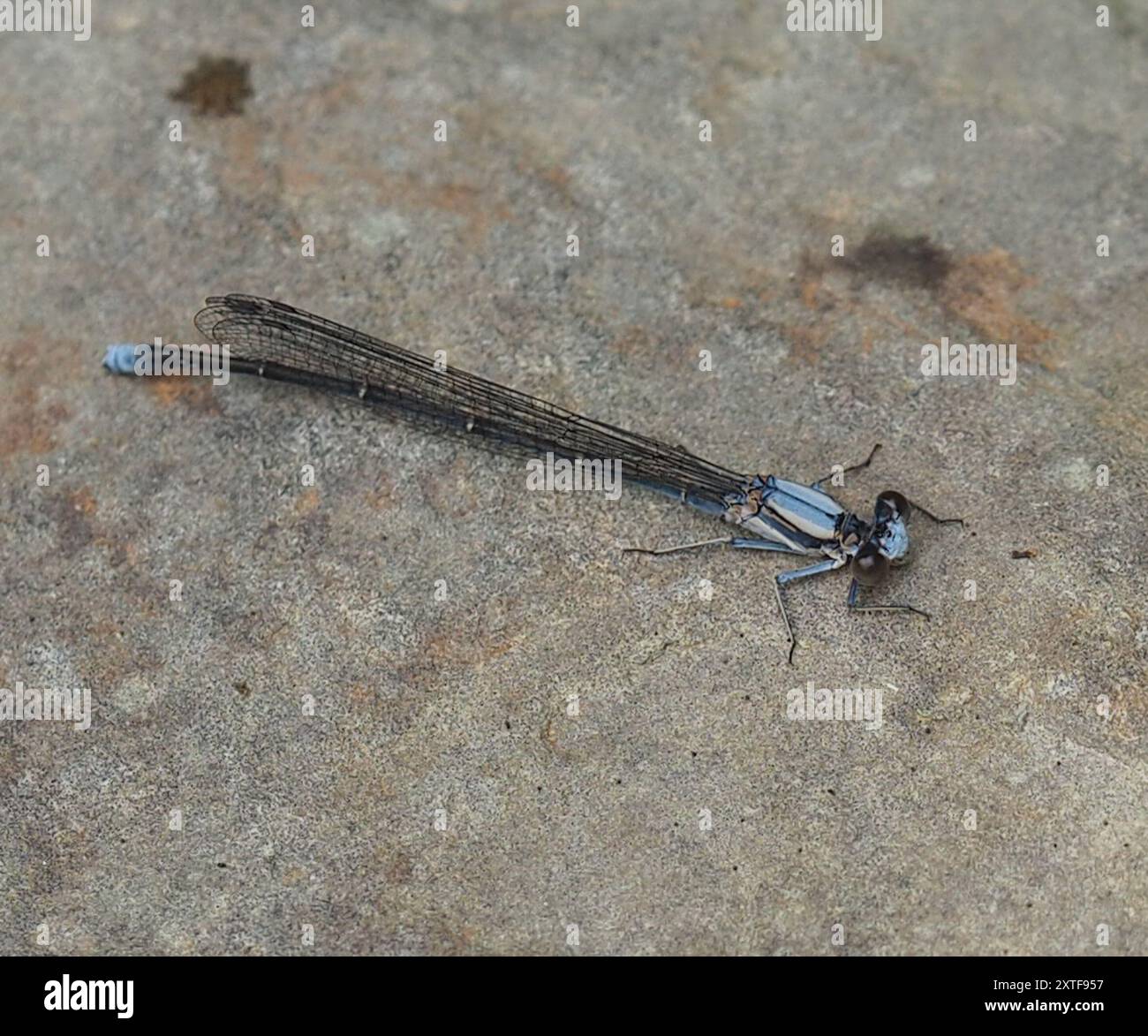 Powdered Dancer (Argia moesta) Insecta Stock Photo - Alamy