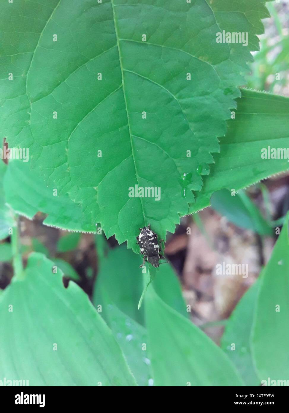 Lily of the valley weevil (Hormorus undulatus) Insecta Stock Photo - Alamy