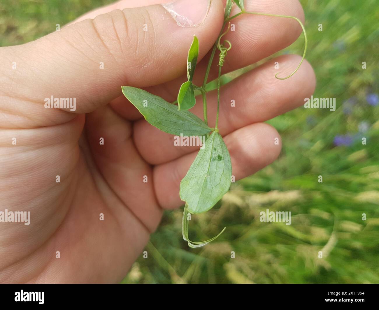 tuberous pea (Lathyrus tuberosus) Plantae Stock Photo - Alamy