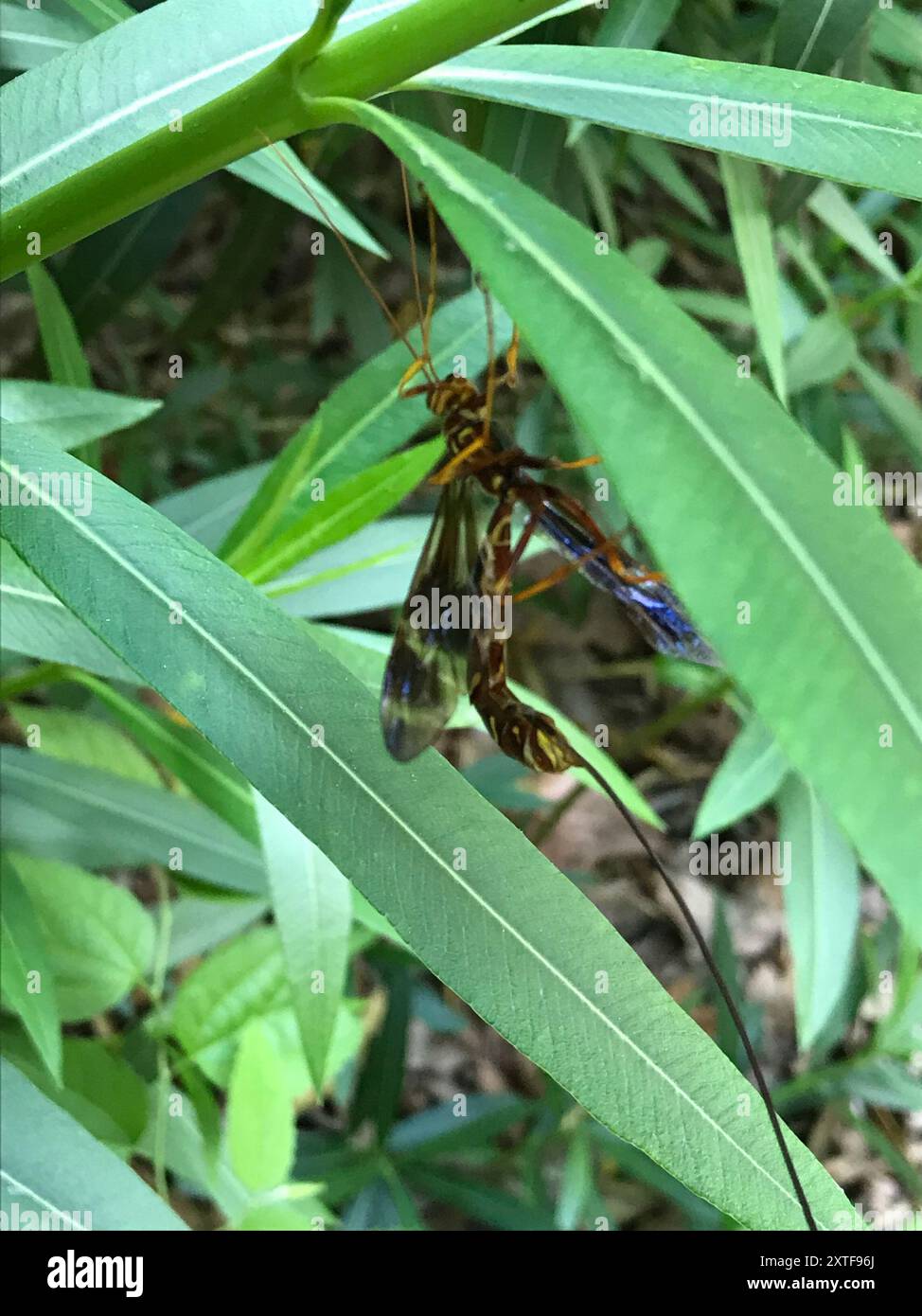 Long-tailed Giant Ichneumonid Wasp (Megarhyssa macrurus) Insecta Stock ...