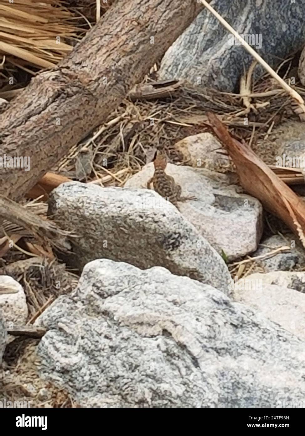 Desert Spiny Lizard (Sceloporus magister) Reptilia Stock Photo - Alamy