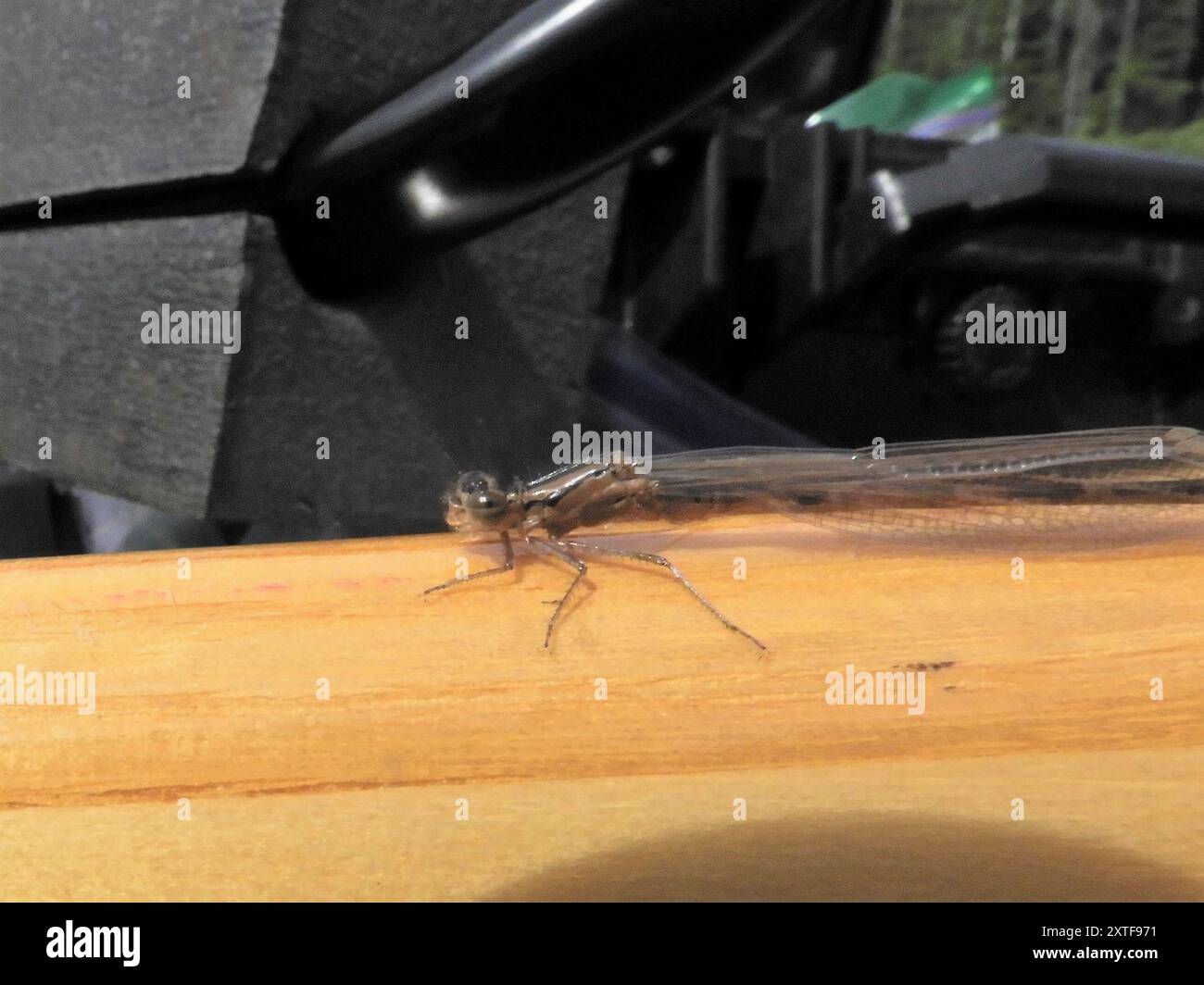 Narrow-winged Damselflies (Coenagrionidae) Insecta Stock Photo - Alamy