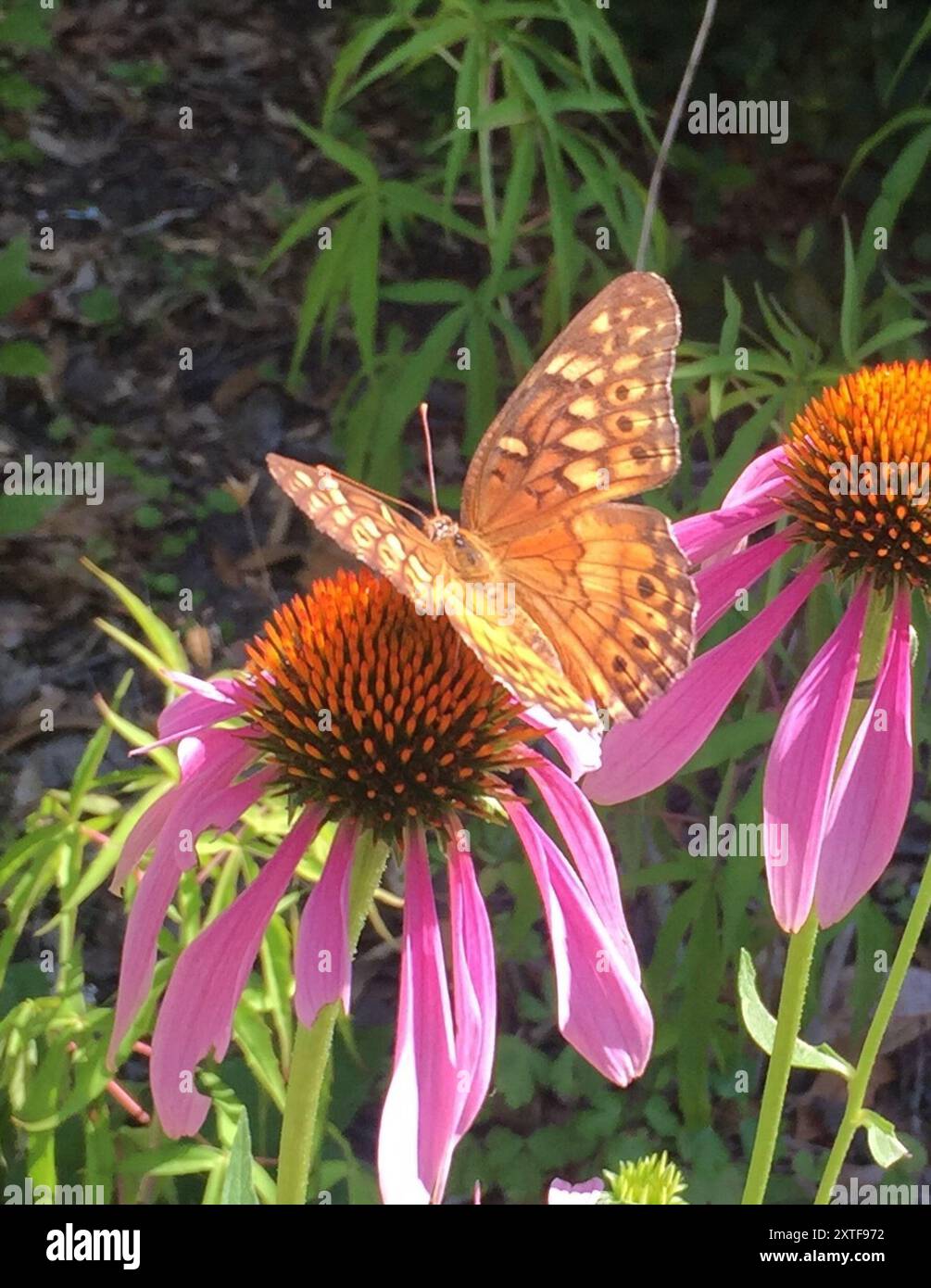 Variegated Fritillary (Euptoieta claudia) Insecta Stock Photo - Alamy