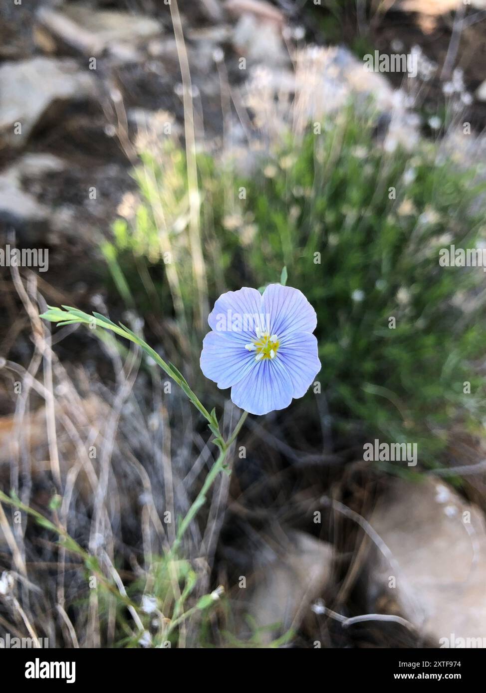 Lewis flax (Linum lewisii) Plantae Stock Photo - Alamy