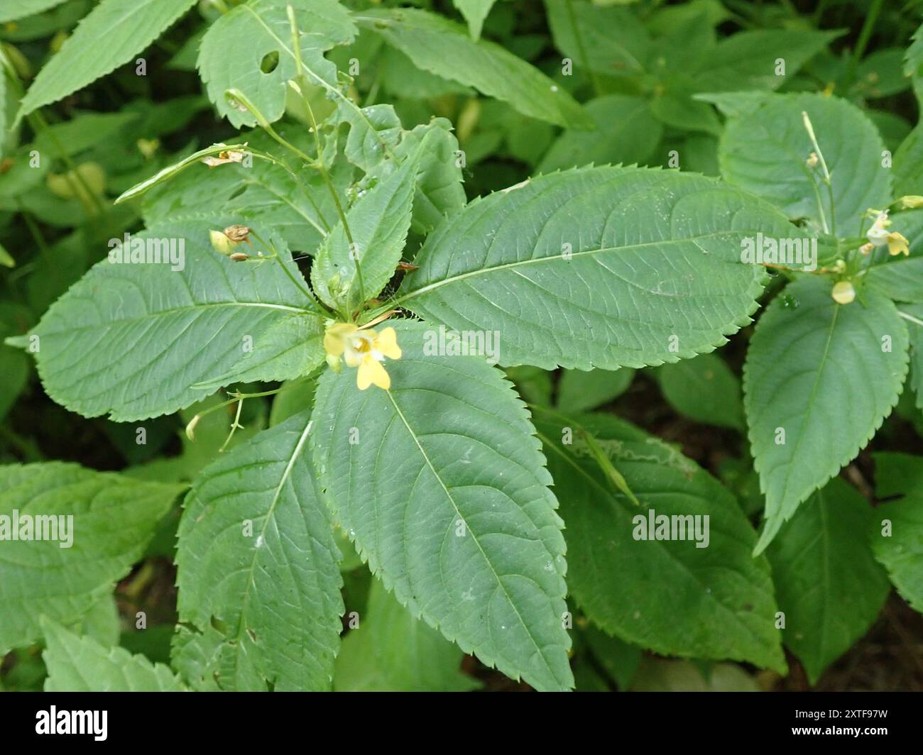 small balsam (Impatiens parviflora) Plantae Stock Photo - Alamy